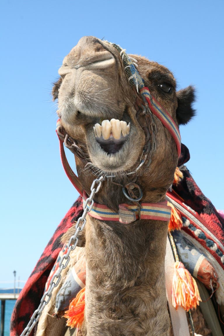 1,995 Smiling Camel Stock Photos - Free & Royalty-Free Stock Photos ...