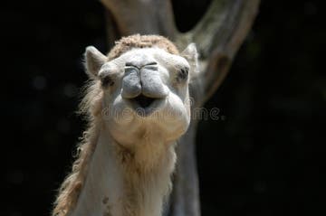 1,995 Smiling Camel Stock Photos - Free & Royalty-Free Stock Photos ...