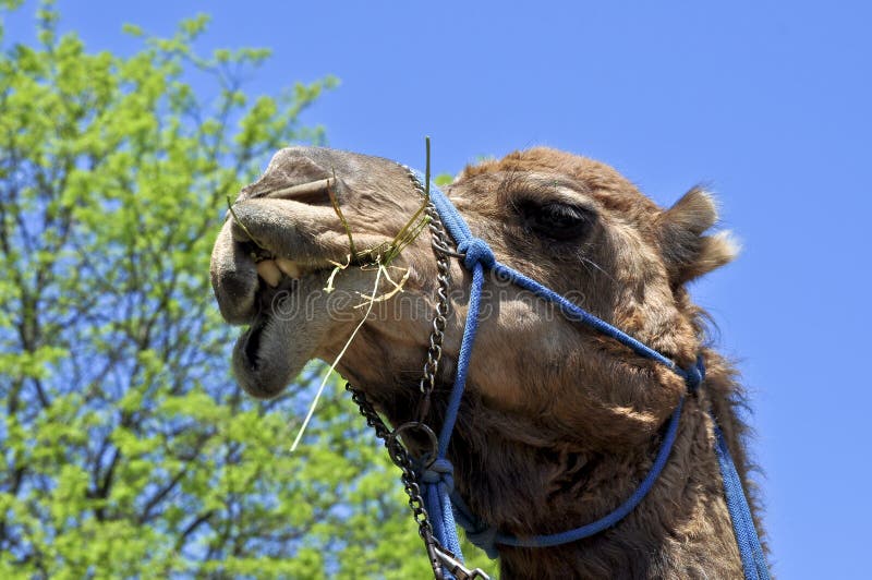 Smiling Camel stock image. Image of dromedary, white - 24977049