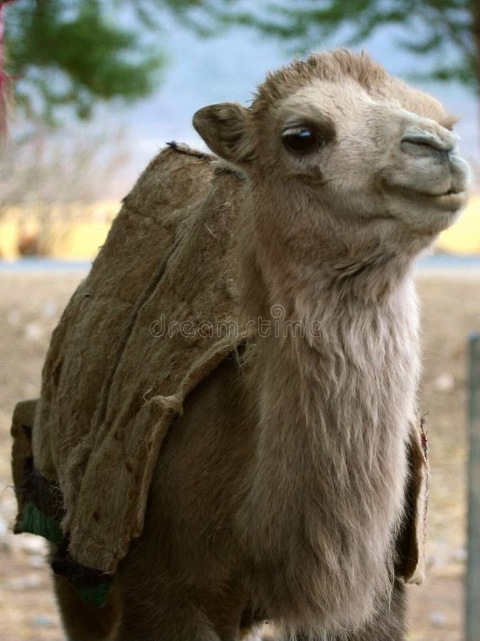 Smiling camel stock image. Image of cairo, arabic, bedouin - 6786109