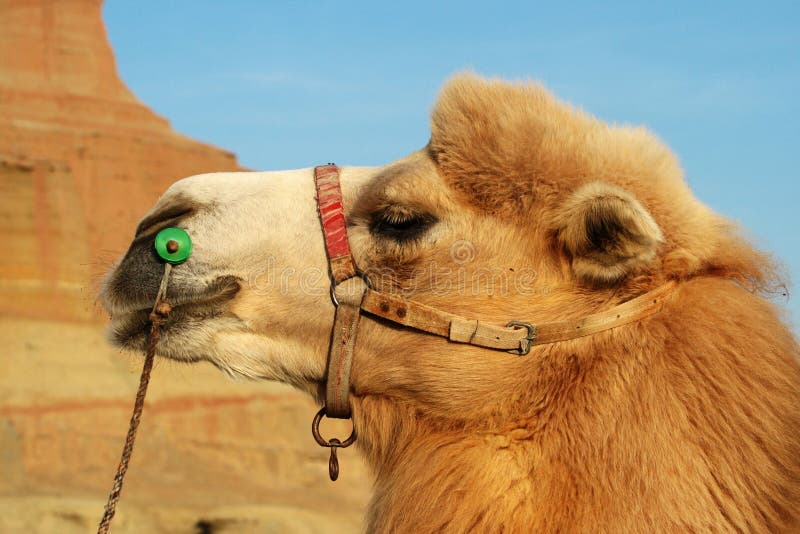 Smile Camel! stock photo. Image of ears, rock, landscape - 150610