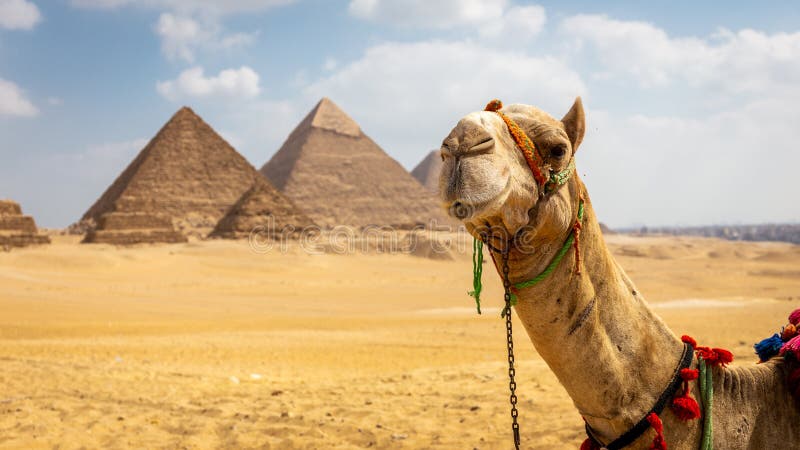 Smiling Camel Face Looking at the Camera with Giza Pyramid Complex in ...