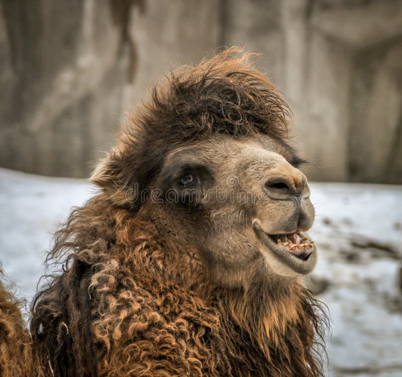 Smiling Camel Face stock photo. Image of winter, cute - 51345656