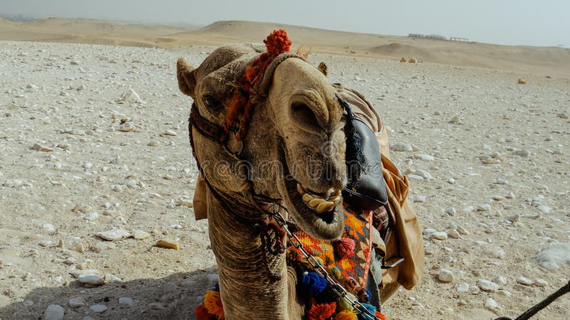 The Smiling Camel in Himalaya Desert Stock Image - Image of colorful ...