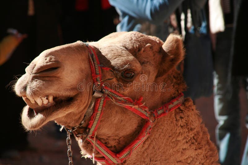 Smiling camel. stock image. Image of smiling, camel, arabic - 83297251