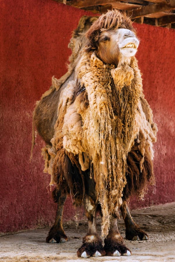 The Smiling Camel in Himalaya Desert Stock Image - Image of colorful ...