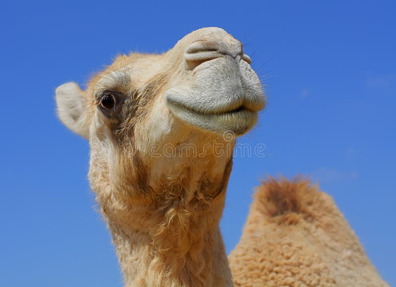 The Smiling Camel in Himalaya Desert Stock Image - Image of colorful ...