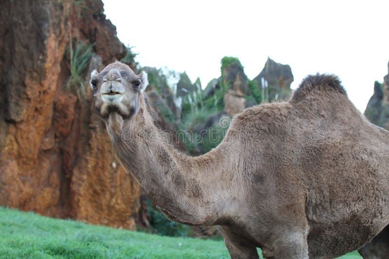Smiling Camel stock photo. Image of springs, northern - 1323624