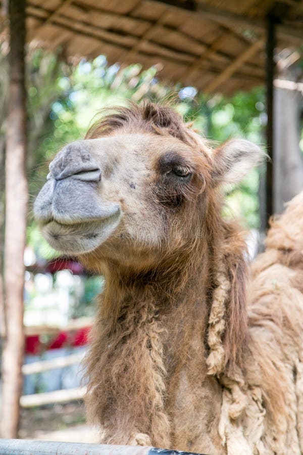 1,433 Smiling Camel Photos - Free & Royalty-Free Stock Photos from ...