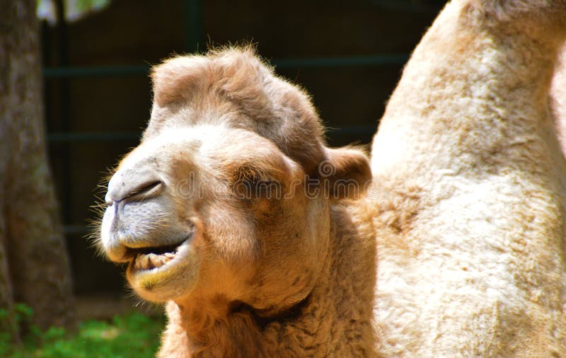 Smiling Camel Portrait, Cheerful Camel in the Sun Stock Image - Image ...