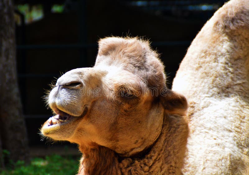Smiling Camel Portrait, Cheerful Camel in the Sun Stock Image - Image ...