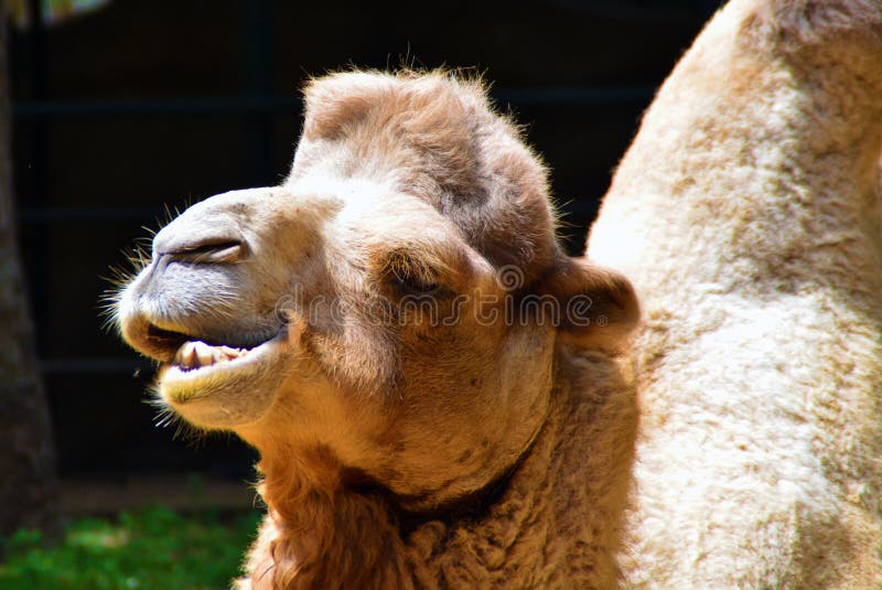 Smiling Camel Portrait, Cheerful Camel in the Sun Stock Image - Image ...
