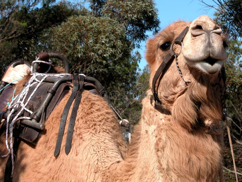Smiling Camel Ready for a Ride Stock Image - Image of lips, harness ...