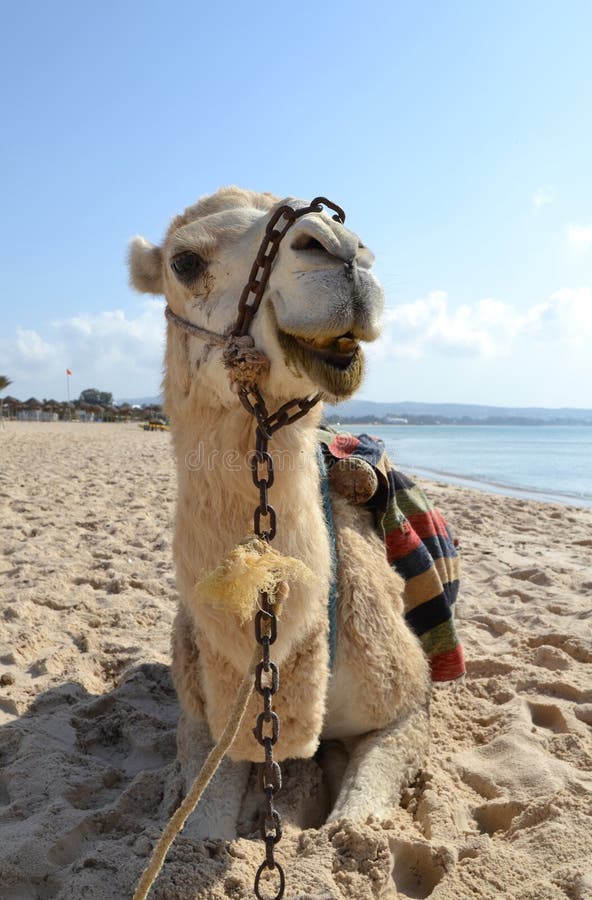 Camel Siting Stock Photos - Free & Royalty-Free Stock Photos from ...