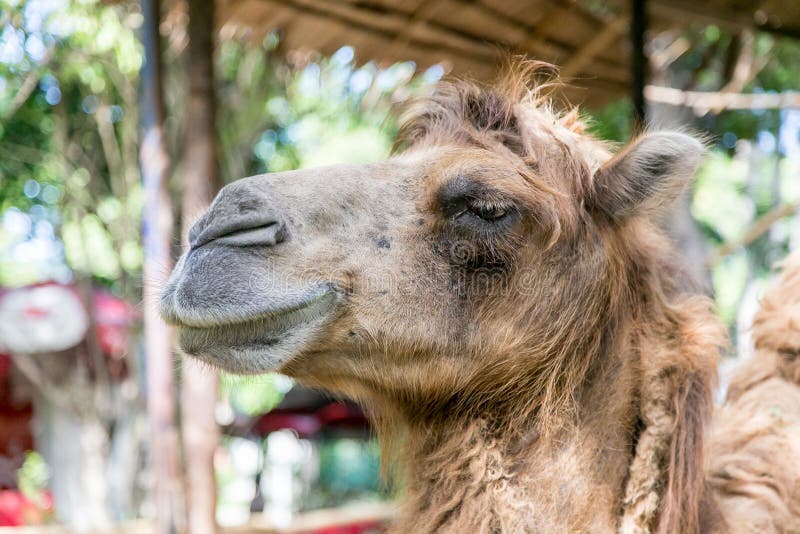 Smiling camel stock image. Image of nose, animal, smiling - 74754271