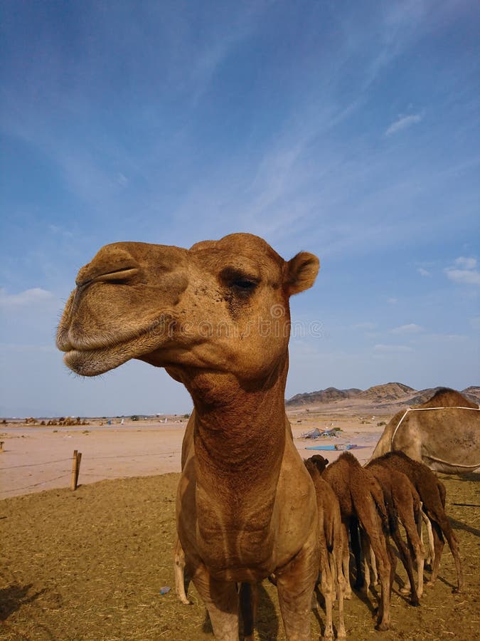 Smiling Camel To Visitors Coming at the Farm Stock Image - Image of ...