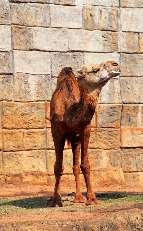 Smiling Camel stock image. Image of funny, smiling, camel - 1401047