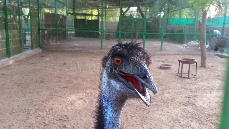 Cassowary Got Stock Photos - Free & Royalty-Free Stock Photos from ...