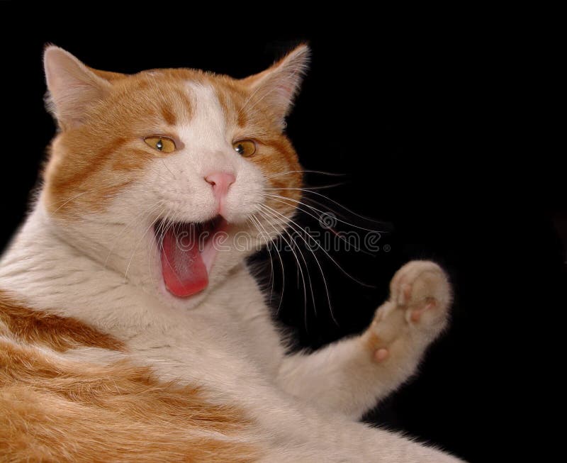 Smiling Cat stock photo. Image of face, kitten, animal - 2058628