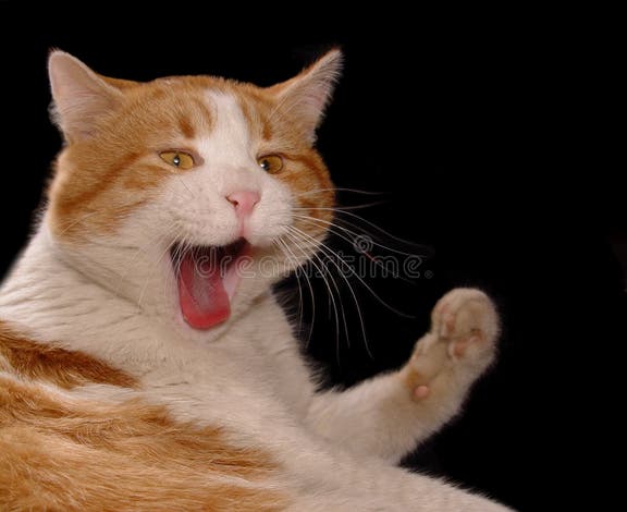 Smiling Cat stock photo. Image of face, kitten, animal - 2058628