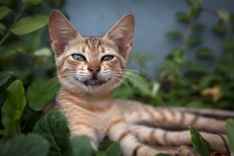 Smiling Cat stock image. Image of close, mammal, looking - 29154229