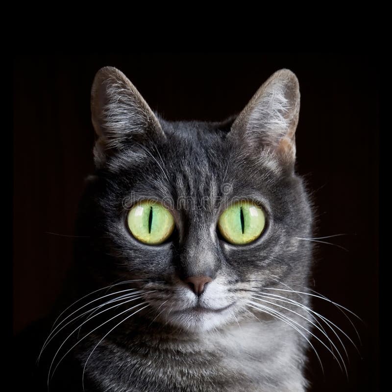 Smiling cat with big eyes stock photo. Image of smart - 109914822