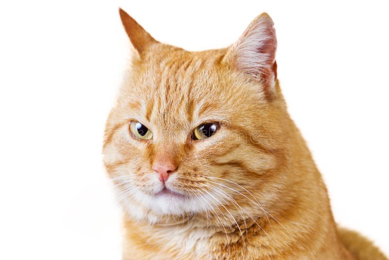 Smiling Cat with evil look stock photo. Image of clear - 126615610