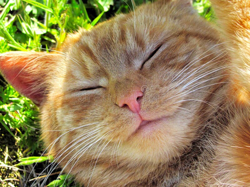 Happy Smiling Cat Portrait Stock Images - Download 3,961 Royalty Free ...