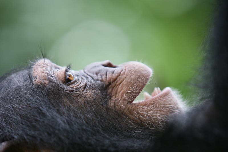 Smiling Chimpanzee Portrait Stock Photo - Image of chimp, wild: 15155692