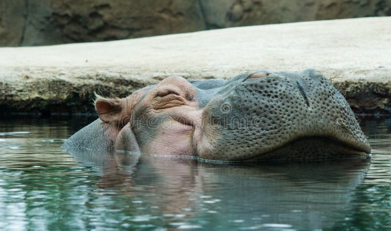 Happy Hippo stock photo. Image of hippo, smiley, smiling - 29901900