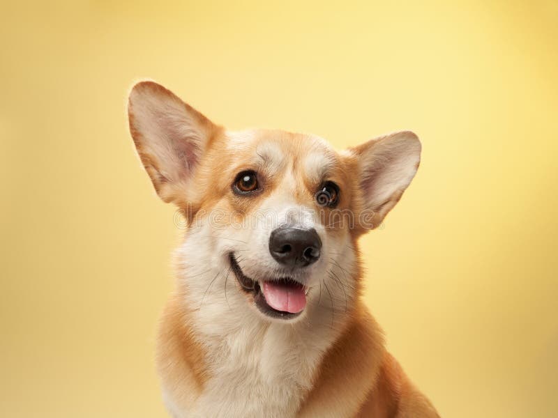 Dynamic Corgi Composition Stock Photos - Free & Royalty-Free Stock ...