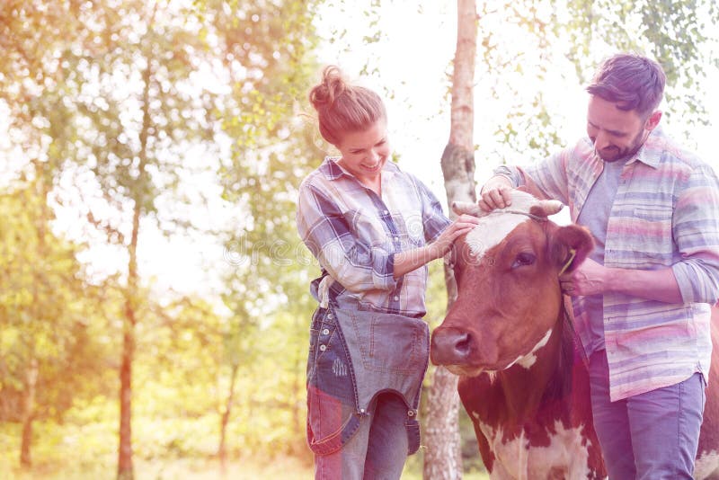 Smiling Couple Standing with Cow at Farm Stock Photo - Image of tree ...