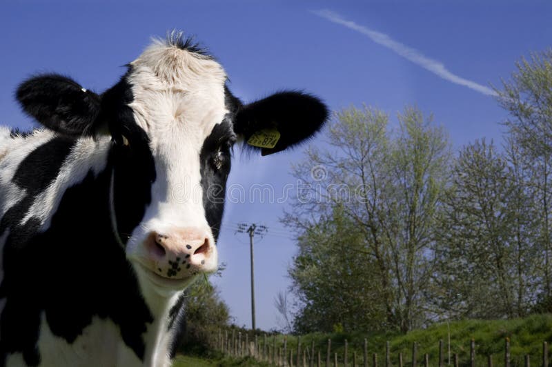 Smiling cow stock image. Image of happy, colourful, smile - 9215751