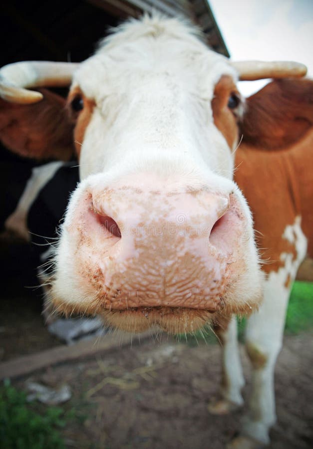 3,183 Smiling Cow Photos - Free & Royalty-Free Stock Photos from Dreamstime