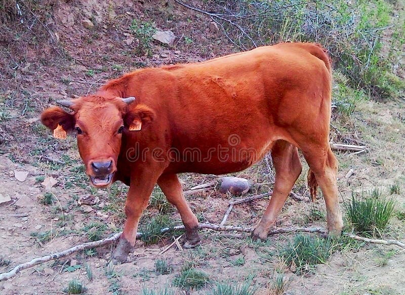 3,183 Smiling Cow Photos - Free & Royalty-Free Stock Photos from Dreamstime