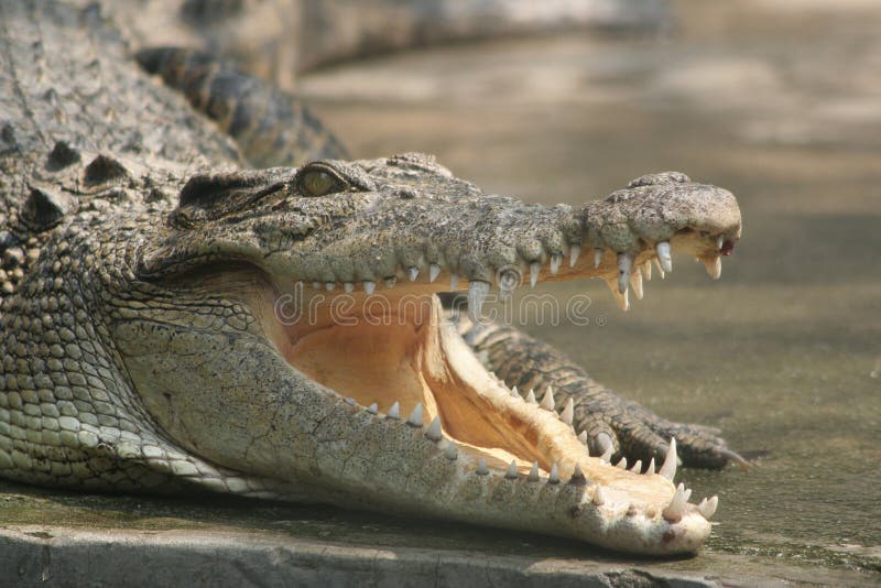 An Alligator s Face stock photo. Image of smile, k10d - 2160650