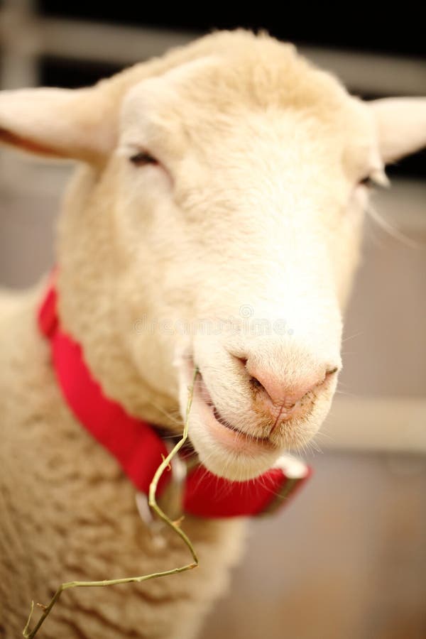 A Smiling, Cute and Beautiful Sheep Chewing on a Straw. Stock Photo ...
