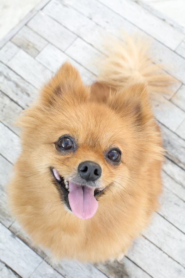 Smiling Cute Pomeranian Dogs Stock Image - Image of mathor, cute: 60971047