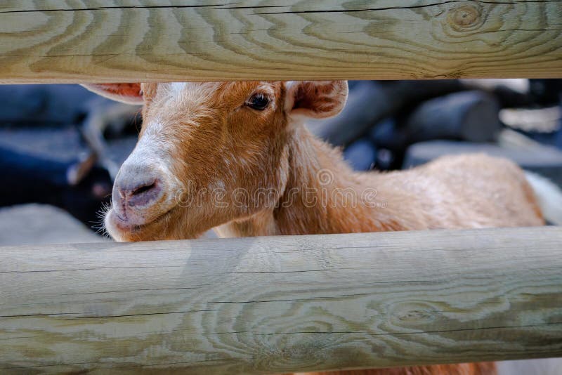 Smiling cute red calf. stock image. Image of calf, cattle - 322780193
