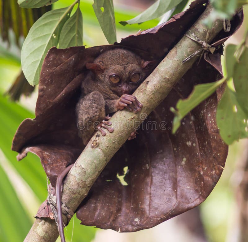 Smiling Cute Tarsier Sitting on a Tree, Bohol Stock Image - Image of ...