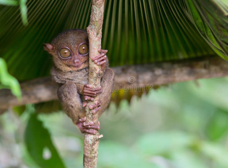 Smiling Cute Tarsier Sitting on a Tree, Bohol Stock Photo - Image of ...