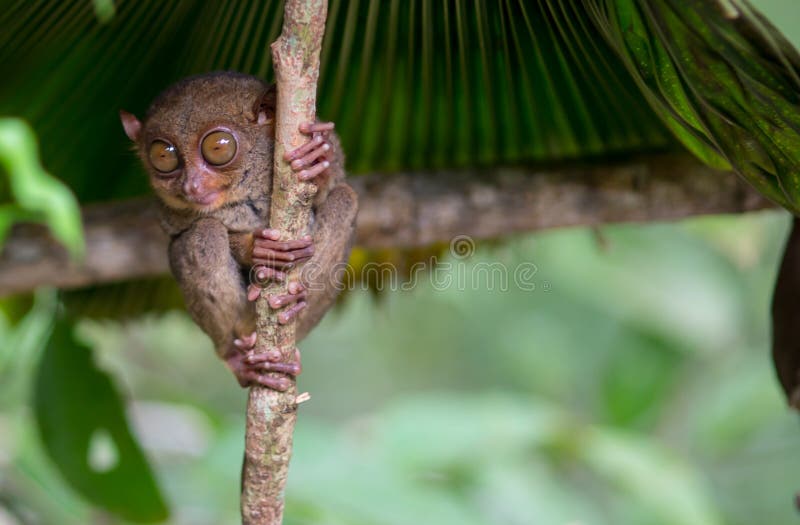 Smiling Cute Tarsier Sitting on a Tree, Bohol Stock Photo - Image of ...