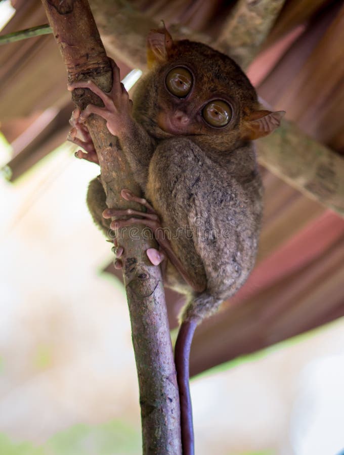 Smiling Cute Tarsier Sitting On A Tree, Bohol Stock Image - Image of ...