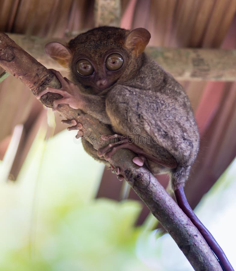 Smiling Cute Tarsier Sitting on a Tree, Bohol Stock Photo - Image of ...