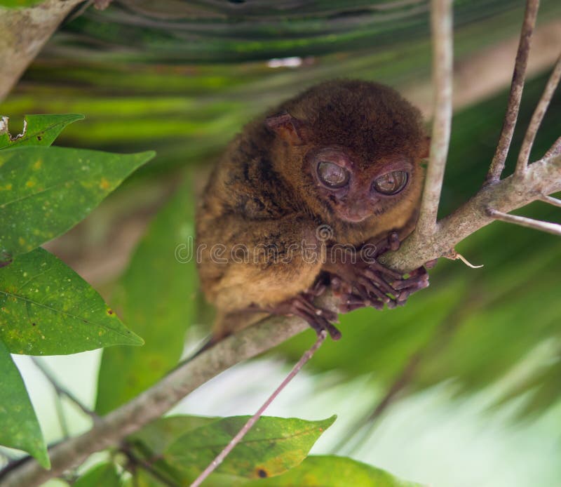 Smiling Cute Tarsier Sitting on a Tree, Bohol Stock Image - Image of ...