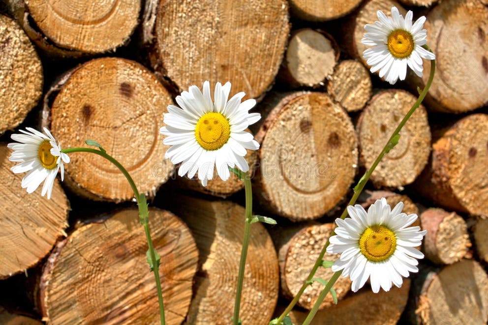 Smiling daisies stock photo. Image of garden, front - 257015234