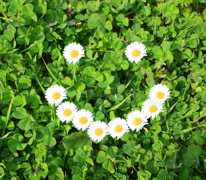 Daisy Smiley Face Stock Photos - Free & Royalty-Free Stock Photos from ...