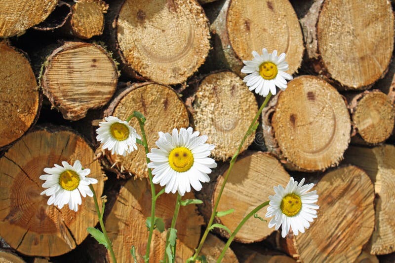 Smiling daisy and wood log stock photo. Image of gardening - 257015212