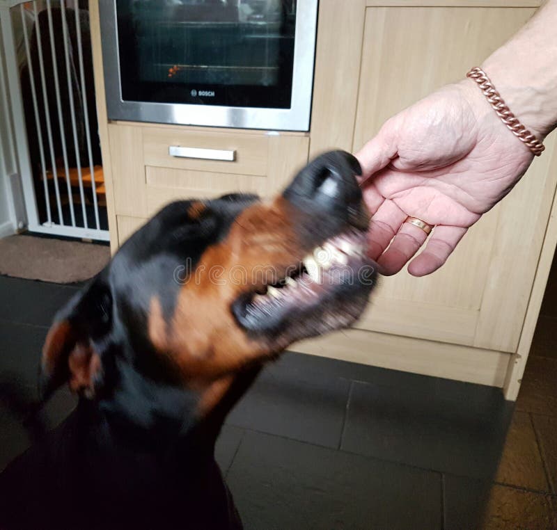 Smiling Dobermann Pinscher stock photo. Image of smiling - 70210584