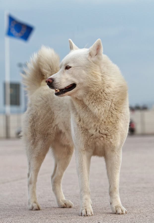 Smiling dog stock photo. Image of street, smile, outside - 1347044